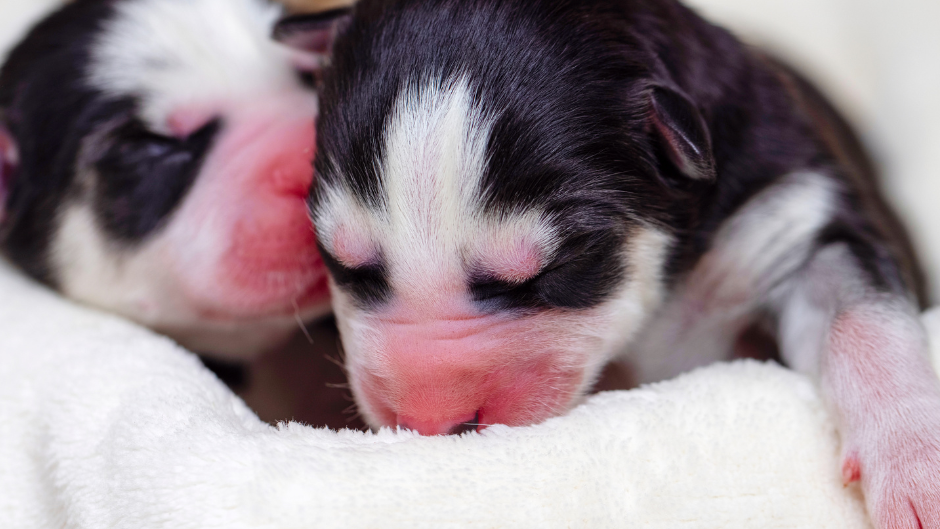 Reproduction – Pet Care Hub